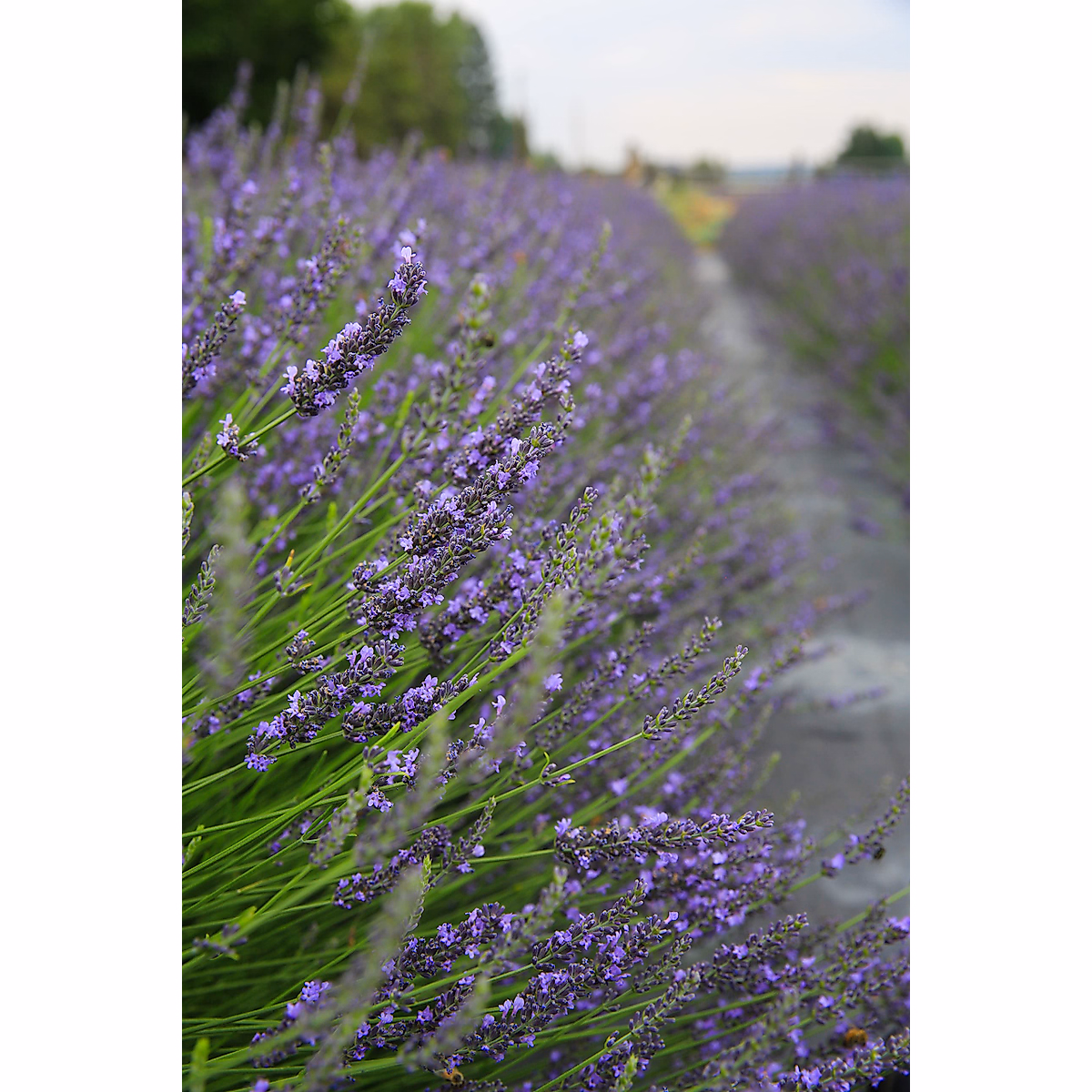 Victoria's Lavender Aromatherapy Body Mist Spray - After Sun Solar Recovery Spray with Aloe Vera plus Lavender Essential Oil - Hydrating, Moisturizing & Soothing Aloe Vera Spray, 4 oz (120 ml)