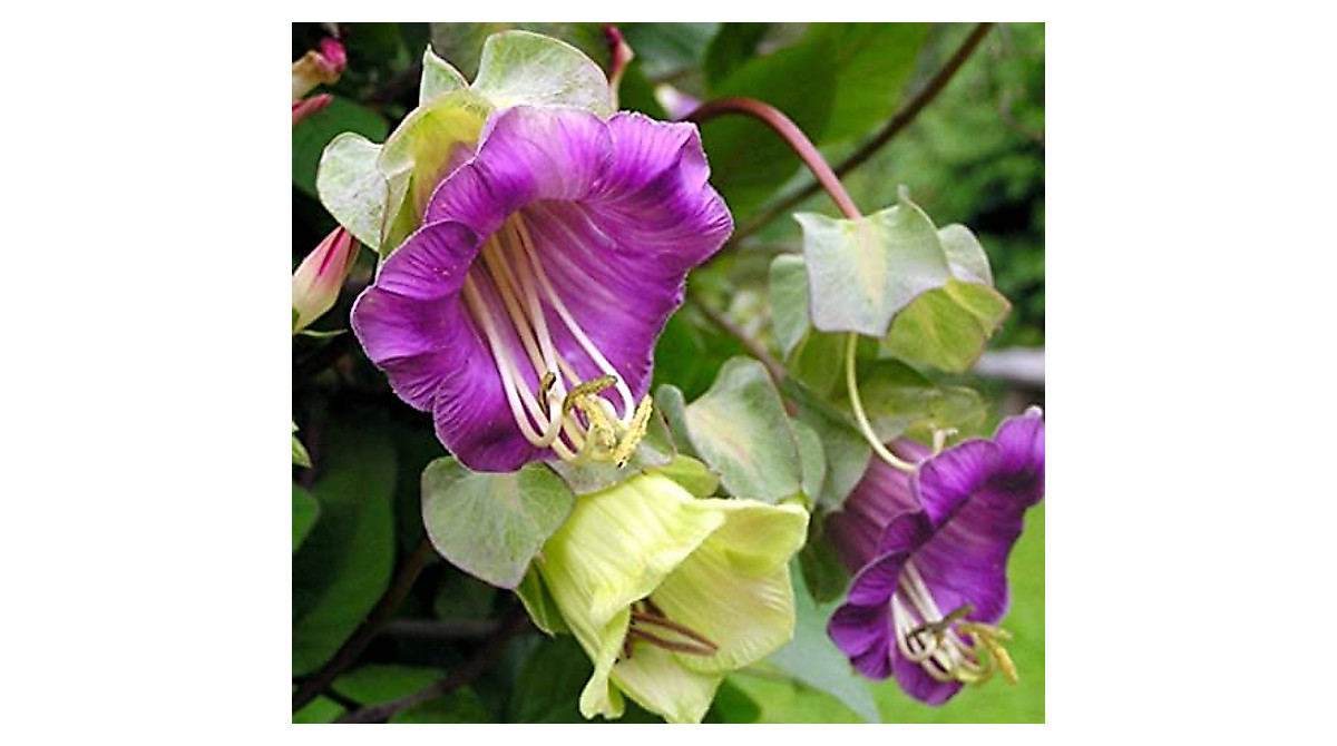 Cobea Cup & Saucer Vine Seeds - Non-GMO Annual