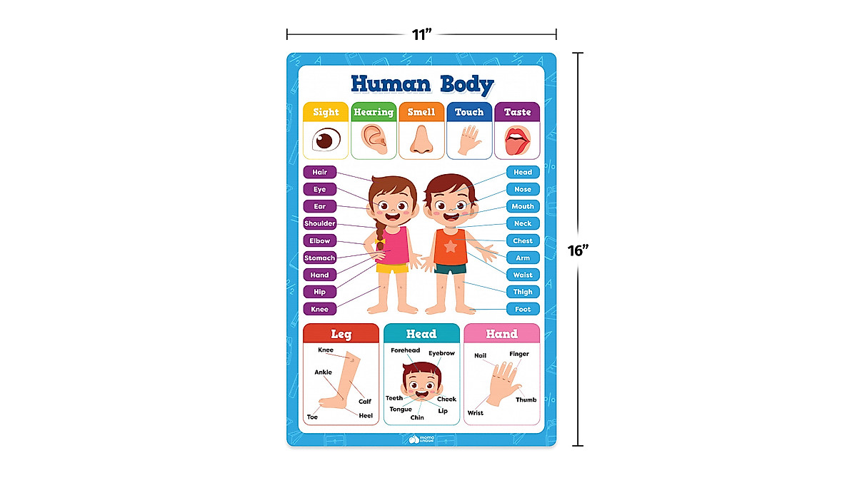 Educational Classroom Posters for Kids | 20 Durable Learning Aids