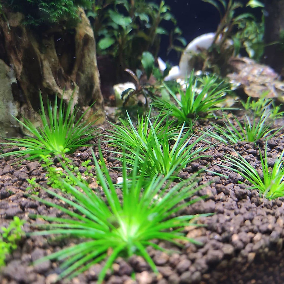 Greenpro | Polaris Eriocaulon Cinerum Tissue Culture Live Aquarium Plants Midground for Fish Tank Decoration