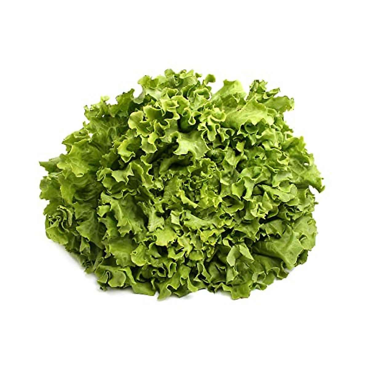 Green Ice Leaf Lettuce Seeds for Planting, 1000+ Heirloom Seeds Per Packet, (Isla's Garden Seeds), Non GMO Seeds, Botanical Name: Lactuca Sativa, Great Home Garden Gift