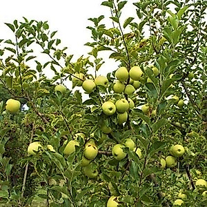 Arkansas Black & Golden Delicious Apple Tree Package
