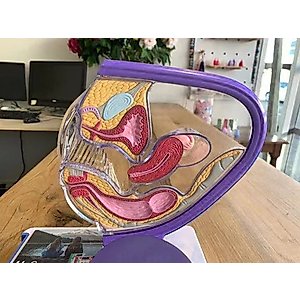 tjz Transparent Uterus Model, Visible Uterine Structure Uterine Anatomy Pelvic Cavity Abdominal Bladder Ovary Rectum Coccyx Anatomy Teaching Model for Medical Educational Training Aid(Color: Purple)