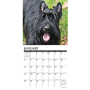 Willow Creek Press Scotties Monthly 2024 Wall Calendar (12" x 12")