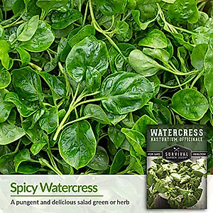 Survival Garden Seeds - Watercress Seed for Planting - Packet with Instructions to Plant and Grow Nasturtium officinale in Your Home Vegetable Garden - Delicious Superfood Non-GMO Heirloom Variety