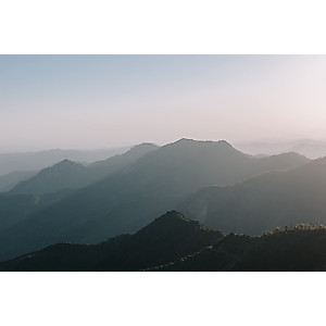 Conifers of The Sierra Nevada | Collection of 5 Live Tree Seedlings | The Jonsteen Company