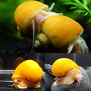 SOUTH SHORE RETAIL, LLC Gold Mystery Snails - Wholesale Pricing Available - Dime/Nickel Sized (3)