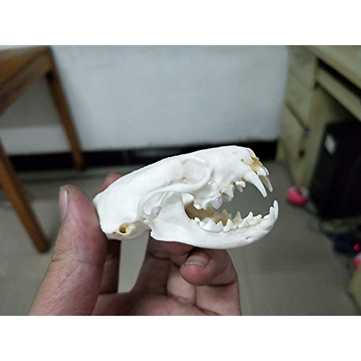 weasel Skull Taxidermy supplies art bone vet medicine 1:1