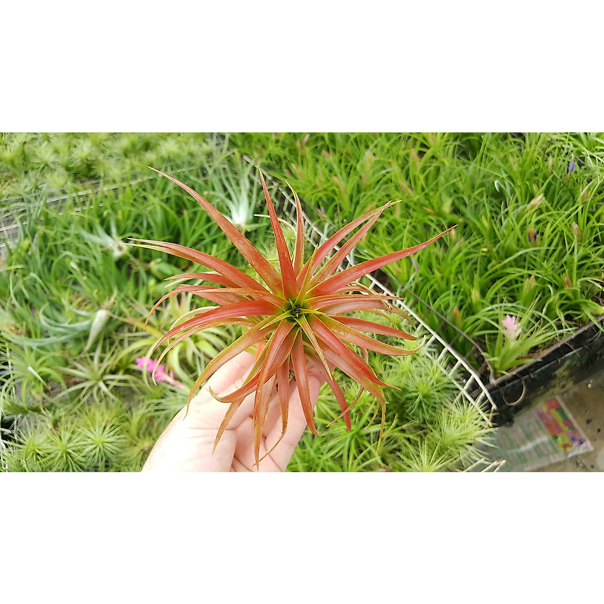 TDG The Drunken Gnome Tillandsia Air Plants Assorted Variety Pack, 3 X-Large