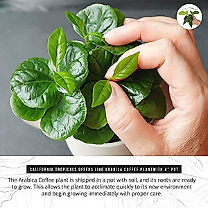 California Tropicals Arabica Coffee Plant - 4'' Live Plant, Coffee Tree, Cutie Beans, Indoor Plant Care, Gift for Coffee Lovers, House Plants Indoors for Beginners, Flowering Trees & Shrubs