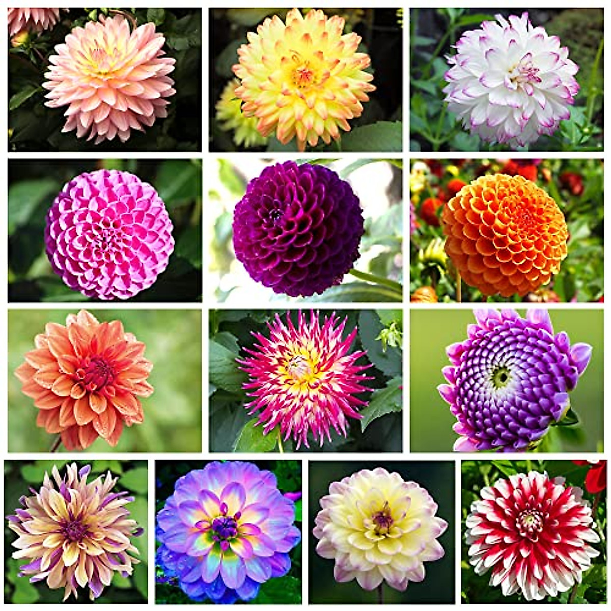 300+ Mix Dahlia Seeds Compound Petals Multi-Color, Beautiful Annual Outdoor Garden Potted Plants Non-GMO Dahlia for Planting Dahlia Pinnata Seeds