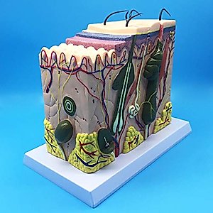 Learning Resources 70X Enlarged Human Skin Anatomical Model, Anatomically Accurate Skin Anatomy Model for Science Classroom Study Display Teaching Model