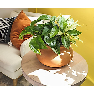 Live Pothos Plants (4PK) Indoor Plants Live Houseplants, Pothos Live Plant House Plants Indoors Live Plants, Money Plant Indoor Pothos Plant Decor, Devils Ivy Trailing Plants Live by Plants for Pets