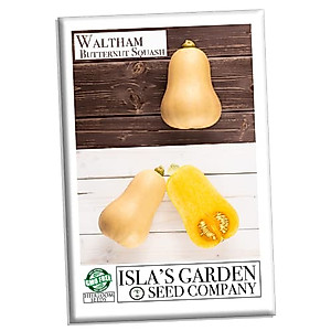 Waltham Butternut Winter Squash Seeds for Planting, 50+ Heirloom Seeds Per Packet, (Isla's Garden Seeds), Non GMO Seeds, Botanical Name: Cucurbita moschata,
