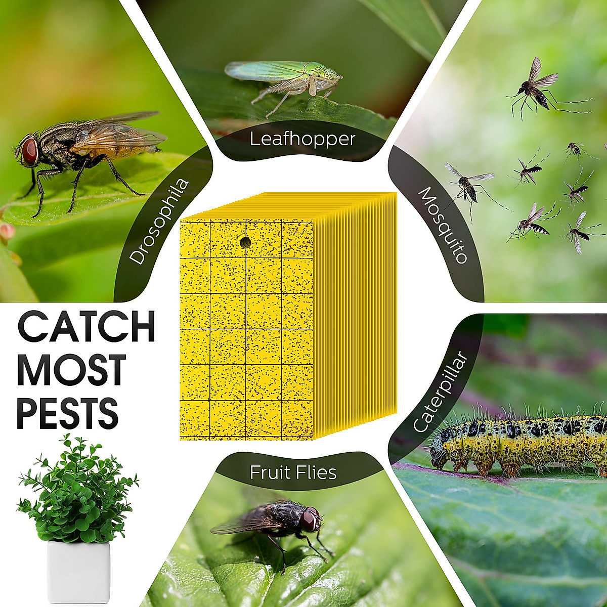 Qualirey 300 Pcs Sticky Trap for Gnats 3 x 5'' Dual Side Sticky Fruit Fly Trap with Tie Plant Sticky Trap for Flying Insect Fungus Bugs Flying Sticky Trap for Indoor (Yellow)