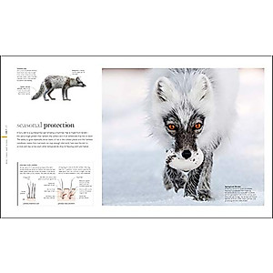 Zoology: Inside the Secret World of Animals (DK Secret World Encyclopedias)