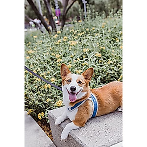 Gooby Simple Step in III Harness - Blue, Medium - Small Dog Harness with Scratch Resistant Outer Vest - Soft Inner Mesh Harness for Small, Medium Dogs
