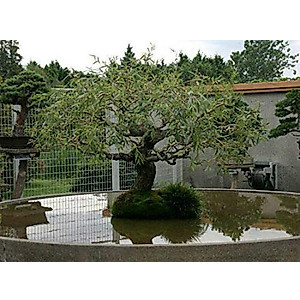 Bonsai Tree Dragon Willow - Thick Trunk Cutting - Indoor/Outdoor Live Bonsai Tree - Old Mature Look Fast - Ships from Iowa, USA