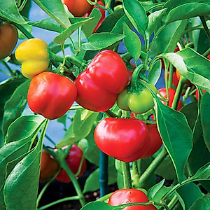 Sweet Pepper Seeds - Pimento - 1 Ounce - Vegetable Seeds, Heirloom Seed Easy to Grow & Maintain, Container Garden