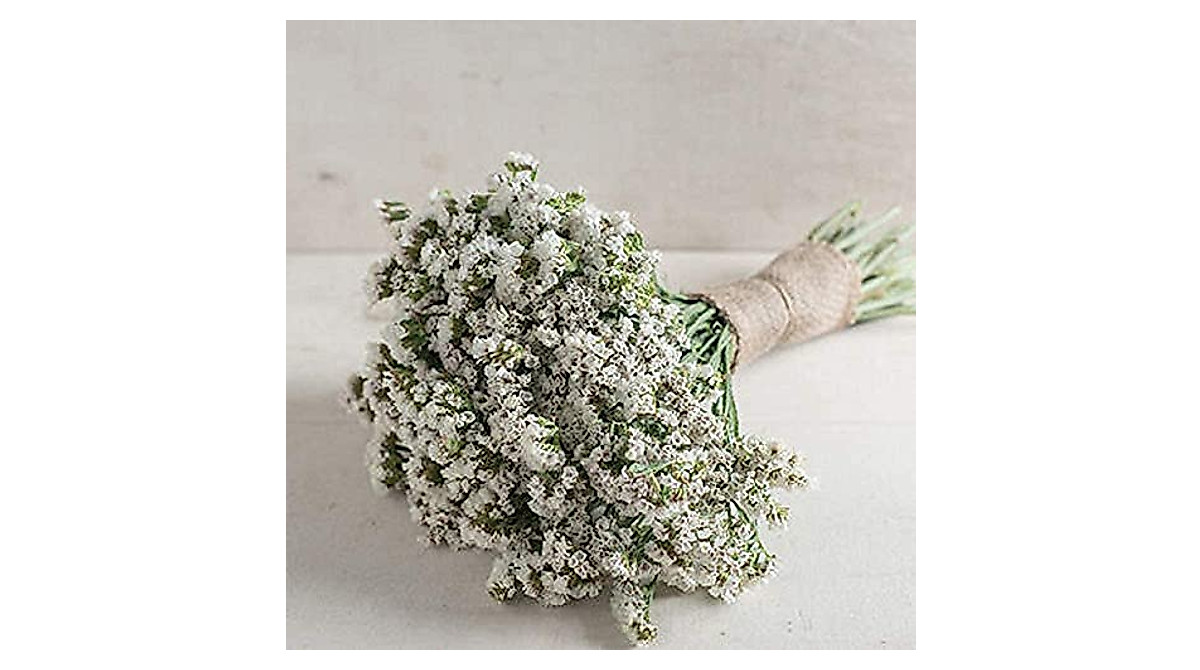 David's Garden Statice Seeker White | Non-GMO Heirloom Seeds
