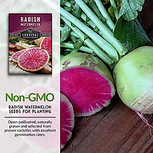 Survival Garden Seeds - Watermelon Radish Seed for Planting - Packet with Instructions to Plant and Grow Unique Asian Vegetables in Your Home Vegetable Garden - Non-GMO Heirloom Variety