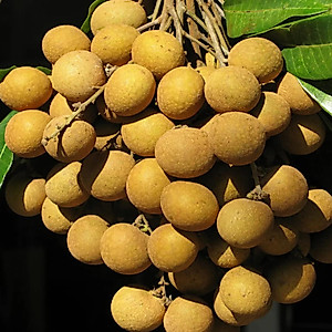 Dwarf Longan Seeds Evergreen Tree Small, Round, Sweet and Juicy Fruit Bonsai Container Outdoor 5Pcs Fruit Tree Seeds by YEGAOL Garden