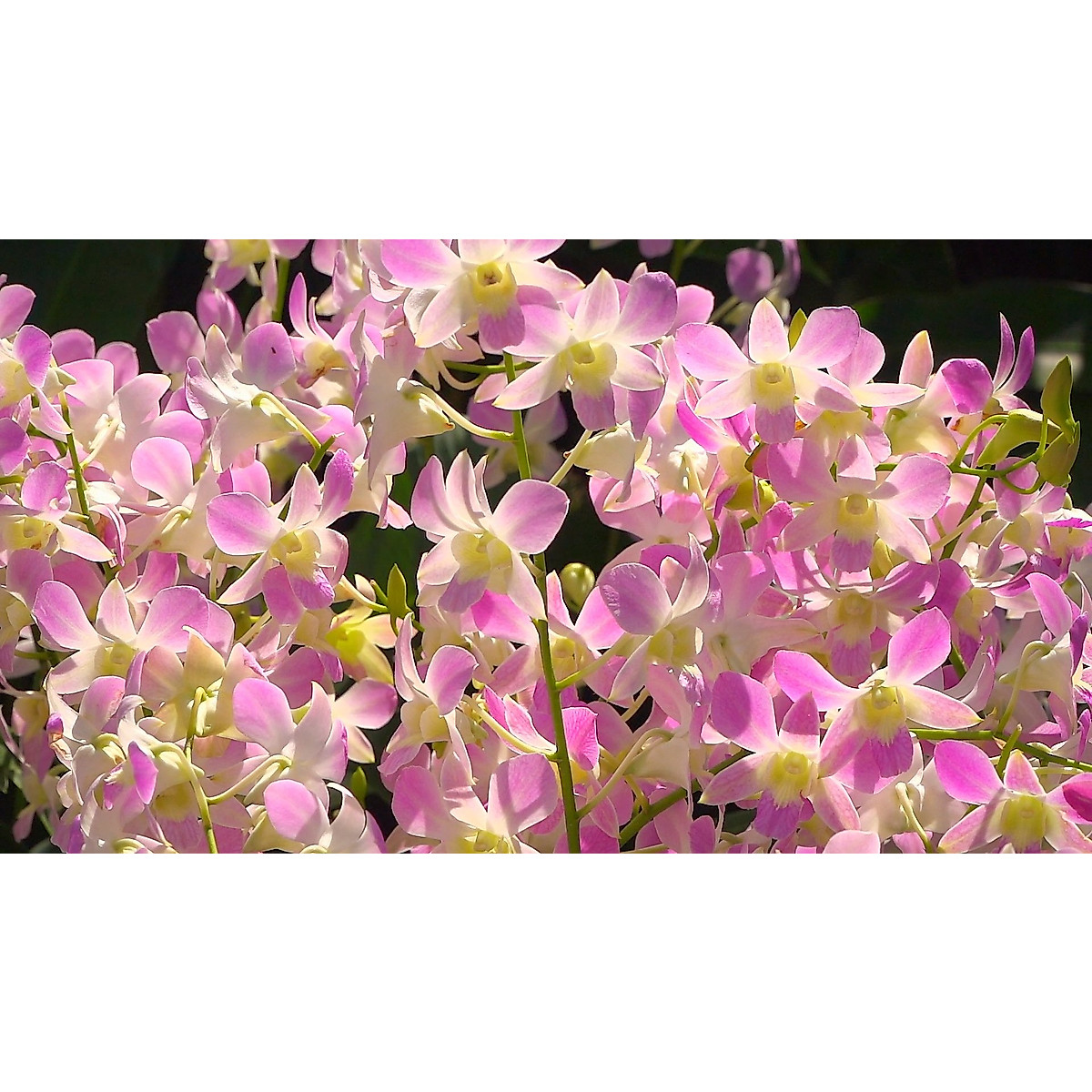 Nature DVD -Tropical Gardens and Orchids and Butterflies - with Music and Nature Sounds 2016