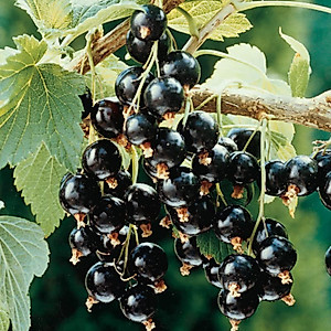 30 Black Currant Seeds, Gooseberry Berry Seeds Edible Fruit for Planting Ornaments Perennial Garden Simple to Grow Pots