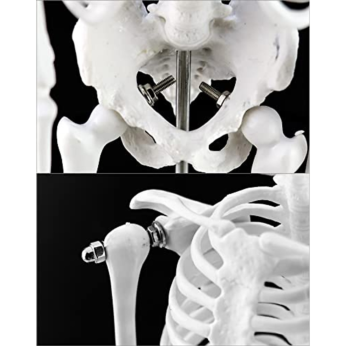 QWORK Human Skeleton Anatomical Model, Scientific Model, Miniature Skeleton Model with Movable Arms and Legs, for Medical Training & Classroom Education