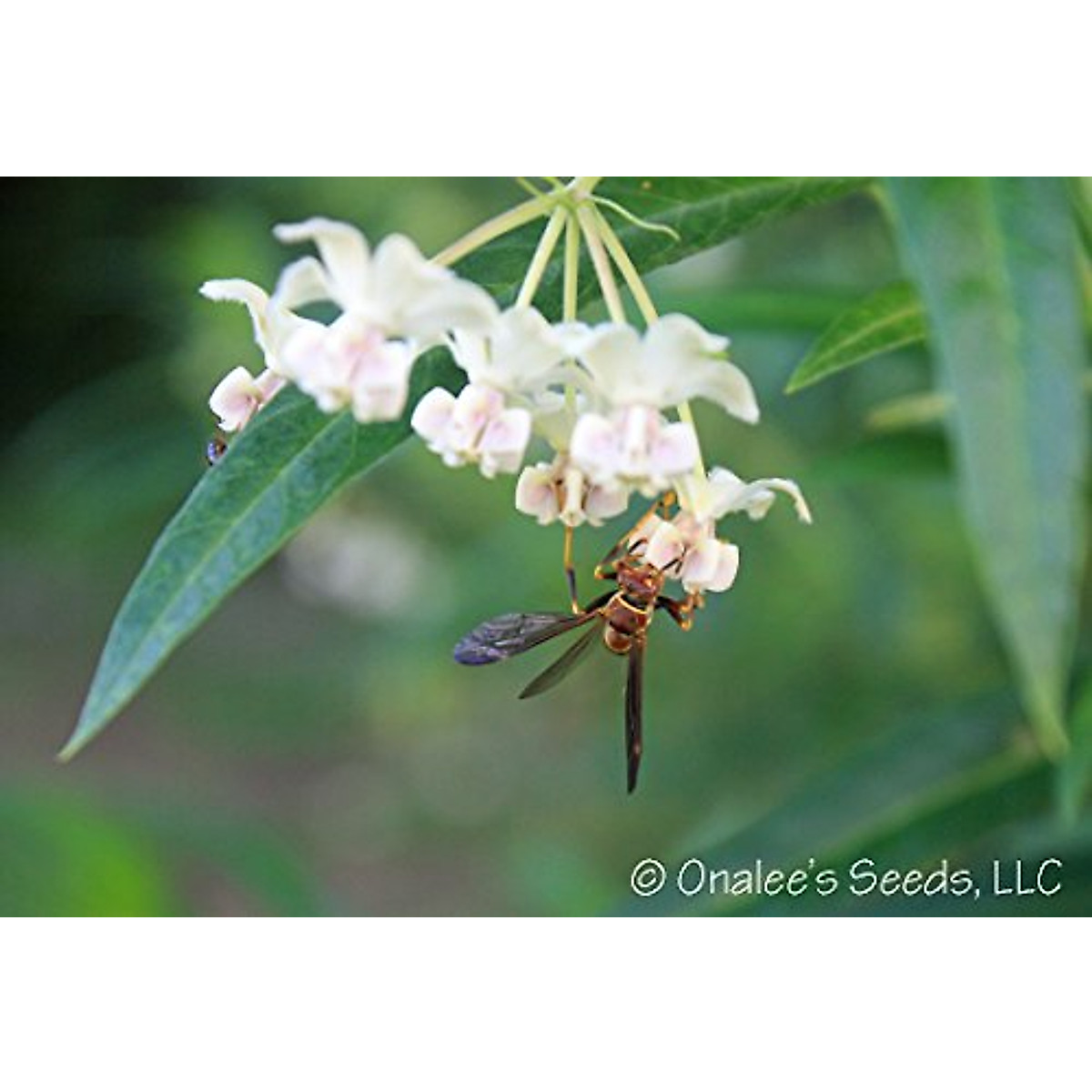 Butterfly Milk Weed Balloon Plant, Butterfly Garden, Butterfly Weed, Hairy Balls, Fur Balls, Cotton-Bush, Oscar, Giant Swan Milkweed, Asclepias Physoca (24+ Seeds) Grown in and Shipped from The USA.