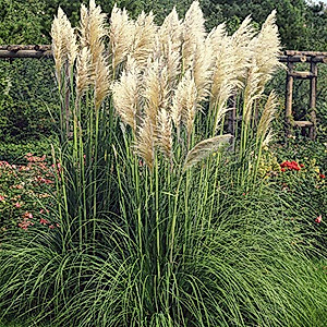 Outsidepride Perennial White Cortaderia Selloana Tall Pampas Grass Plants - 1000 Seeds
