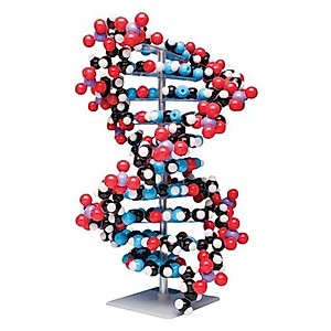 Molymod MKS-122-10 Ten-Layer DNA Molecular Model