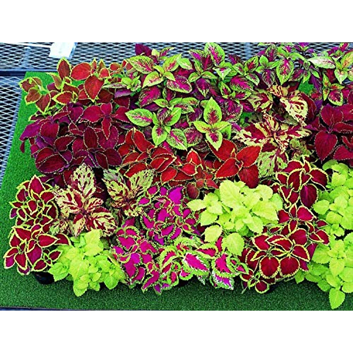 100+ Rare Mixed Coleus Flowers Seeds Rainbow Coleus Wizard Mixed Perennial Foliage Plant
