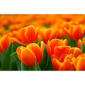 25 Orange Tulip Tubers for Planting Ornaments Perennial Garden Simple to Grow Pots Gifts