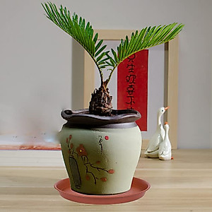 Bleuhome 6 Pack of 6 inch Plant Saucer, 4 6 8 10 12 14 16 inch Plant Saucers, Heavy Duty Plastic Plant Water Tray Round, Planter Drip Trays for Pot, Flower Saucers for Indoors (6 inch, Terracotta)