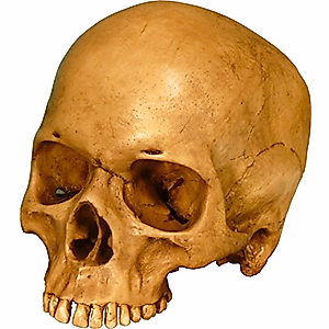 Nose Desserts Life Size Model Human Skull Replica Aged Earth-Brown Relic - Medical Anatomy Reproduction Brand