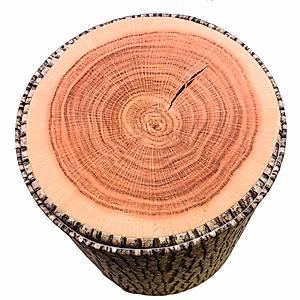 Storl Organizer Storage Stool for Toy and Cloth and Kids Stool (Tree, 12Wx13H)