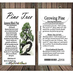 Big Pack Bonsai Tree Seeds - Japanese Black Pine Tree (150 Seeds), Pinus thunbergiana Pine Tree Seeds - Non-GMO Seeds by MySeeds.Co (Big Pack - Japanese Black Pine)