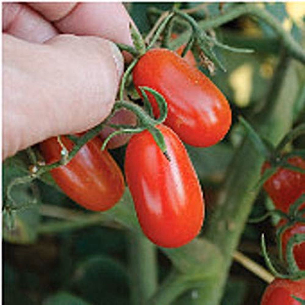 Red Grape Tomato Seeds (20+ Seeds) | Non GMO | Vegetable Fruit Herb Flower Seeds for Planting | Home Garden Greenhouse Pack