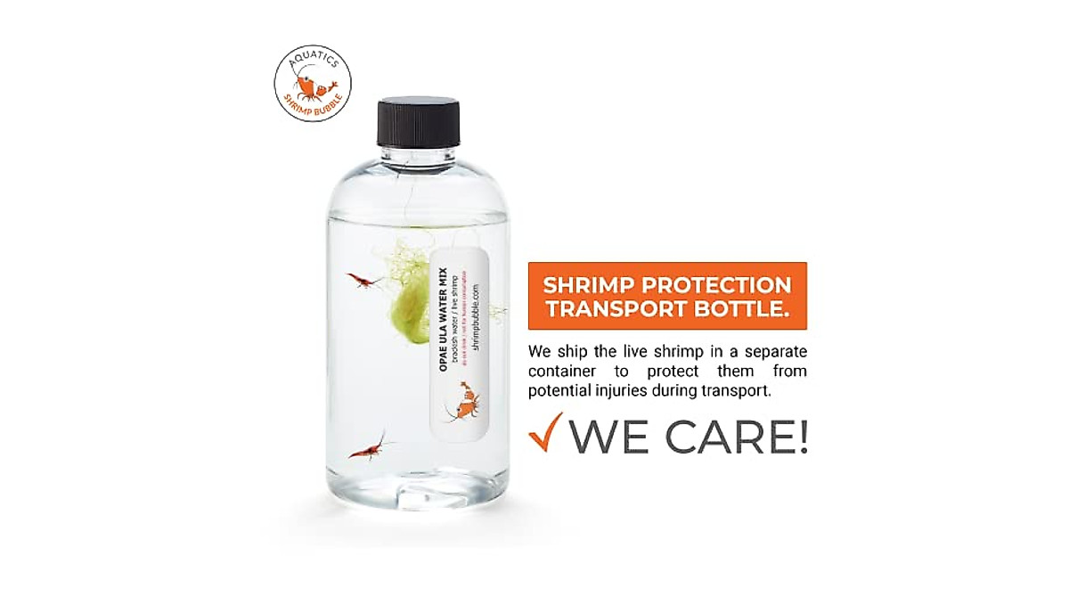 Shrimp Bubble Self-Sustaining Ecosystem - Unique Gift