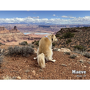 Pooping Pooches White Elephant Gag Gift Calendar