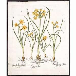 [Yellow Narcissus] Narcissus maior Juncifolius; [Yellow Narcissus] Narcissus Juncifolius latiore calice; [Yellow Narcissus] Narcissus minor Juncifolius; [Yellow Narcissus] Narcissus minimus Juncifolius; [Petticoat narcissus] Pseudo Narcissus Juncifolius