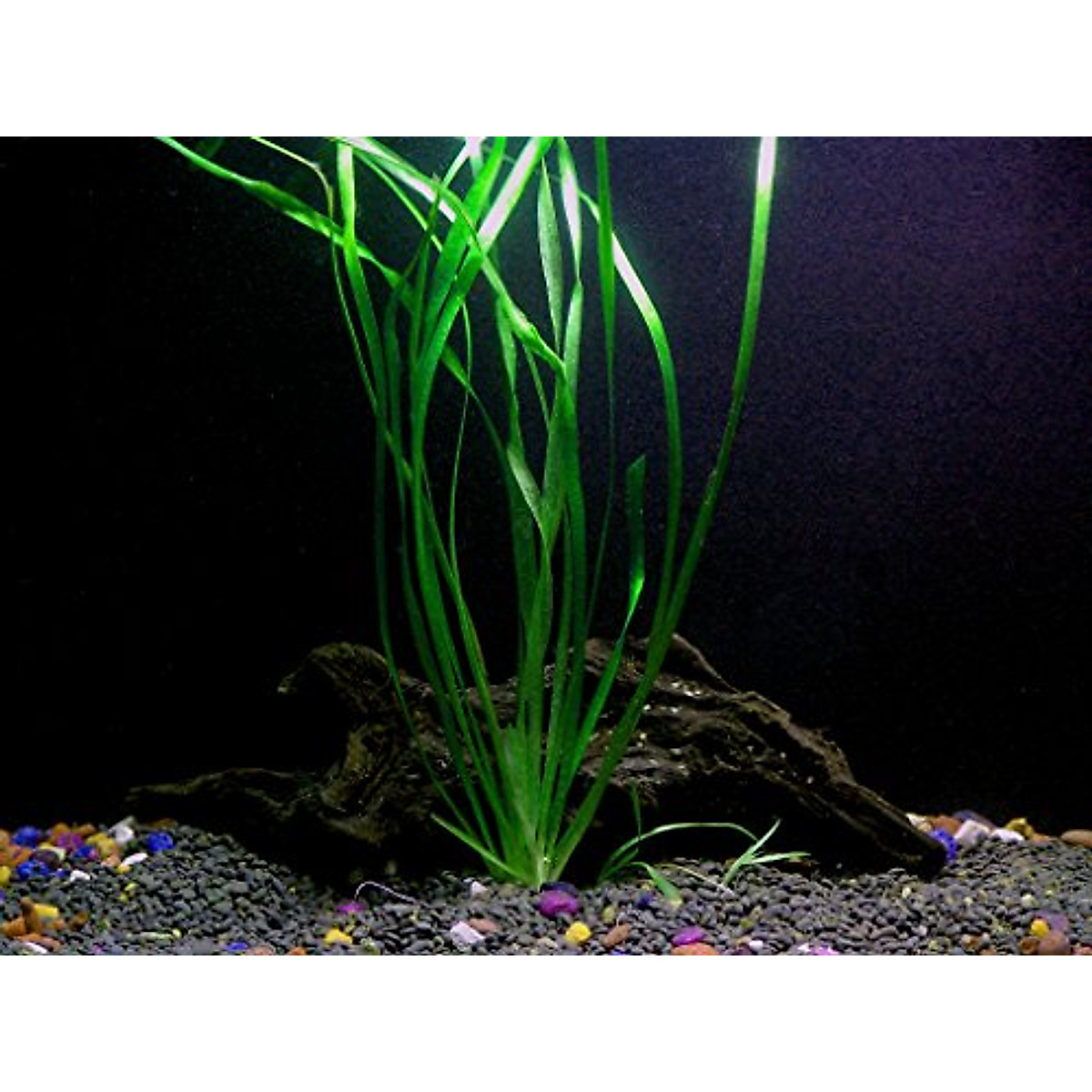 Discus-Warm Water Aquarium Plant Bundle