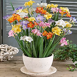 Outsidepride Freesia Garden Cut Flower Seed Mix for Vases, Bouquets - 50 Seeds