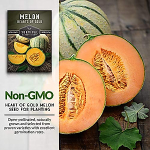 Survival Garden Seeds - Hearts of Gold Melon Seed for Planting - Packet with Instructions to Plant and Grow Sugar Sweet Cantaloupe Fruit in Your Home Vegetable Garden - Non-GMO Heirloom Variety