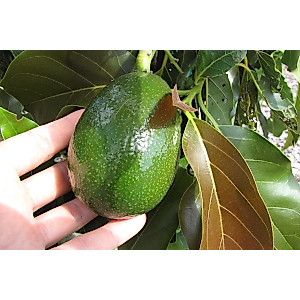 HASS Avocado Tree Grafted 2-3 Feet Tall, Avocado Live Plant for Planting