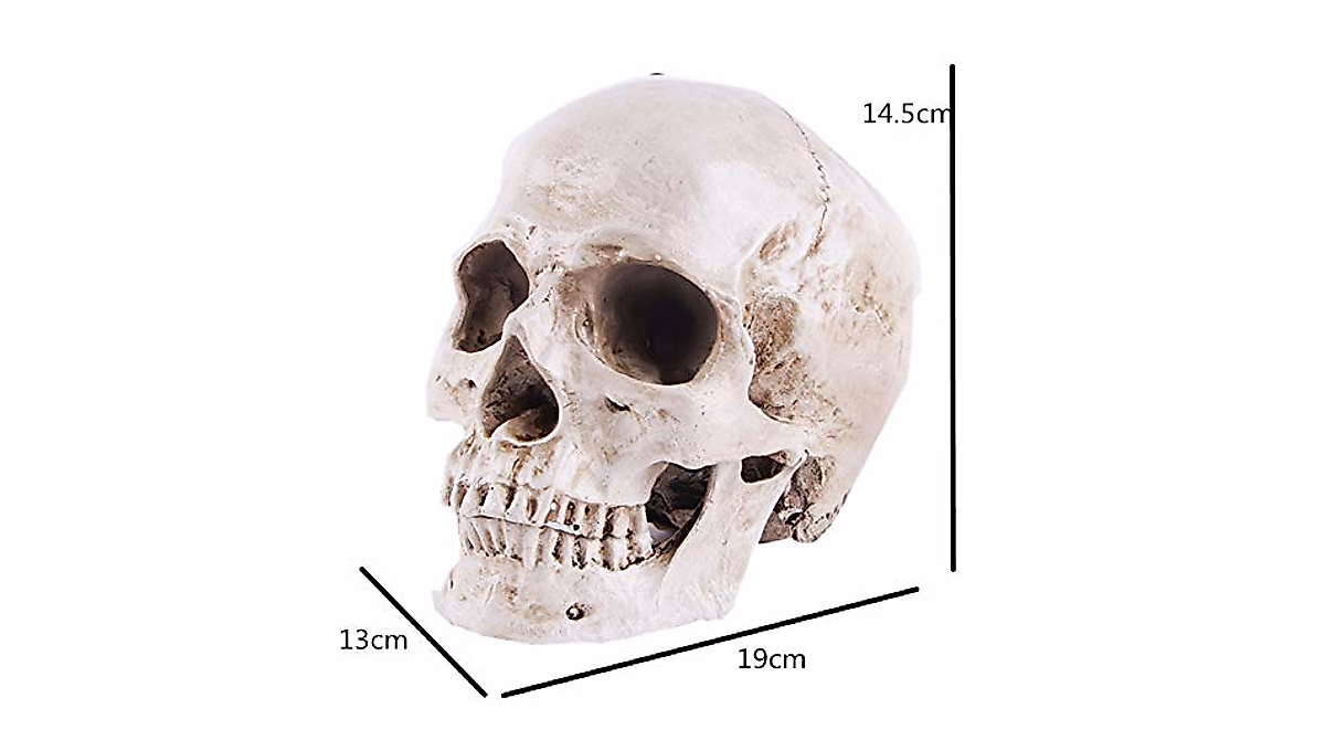 Realistic Life-Size Human Skull Model for Anatomy & Education