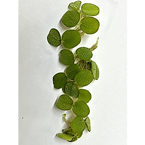 24 Water Spangles (Salvinia Minima), Live Aquarium/Aquatic/Floating/Pond/Beginner Plant NO Snail by TMD Fishkeeping