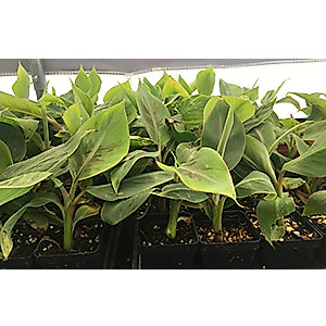 Manzano "Apple" Banana Plant - RARE - Live Banana TreeRARE