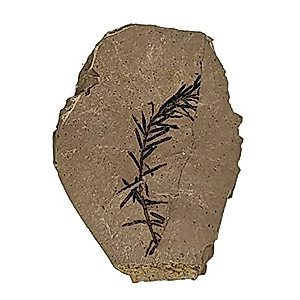 The Geode Mine Genuine Fossilized Leaf from The Metasequoia Tree (Dawn Redwood)